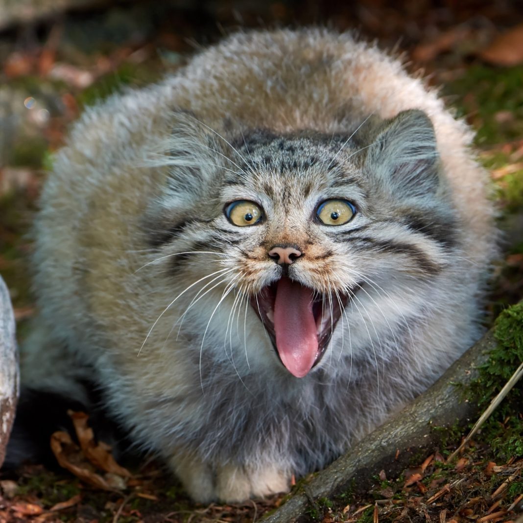 Guia de Raças: Gato Manul, Conheça o felino solitário e adaptado às ...