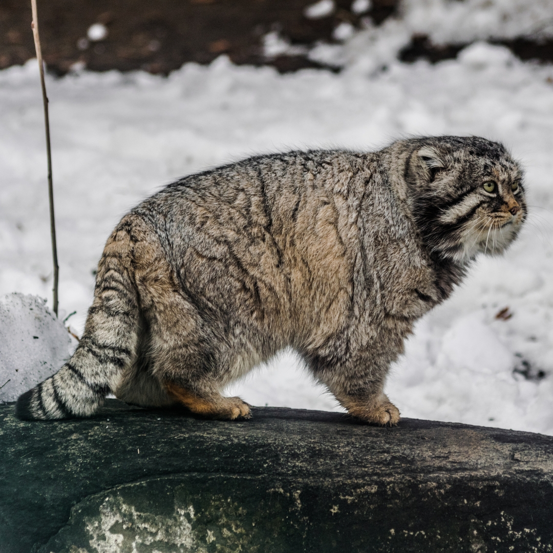 Guia de Raças: Gato Manul, Conheça o felino solitário e adaptado às ...