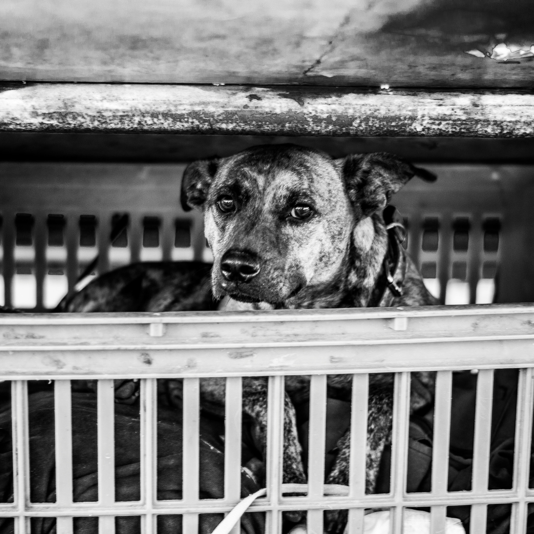 4 de Abril - Dia Mundial dos Animais de Rua: Saiba sobre a importância ...