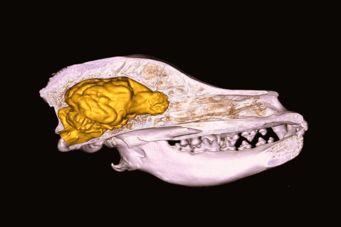 Evolução canina: Por que o cérebro dos cachorros está crescendo?; saiba ...